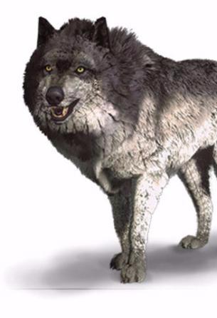 WOLF - Card - Custom Gwent